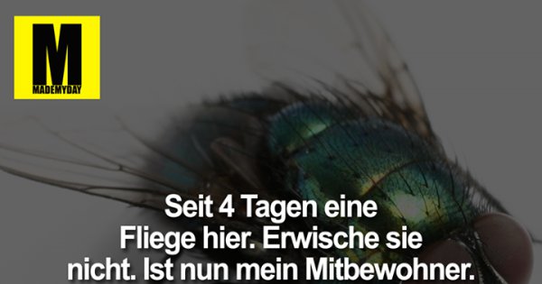 Seit 4 Tagen eine Fliege ... - Made My Day