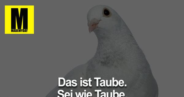 Das ist Taube. Sei wie ... - Made My Day