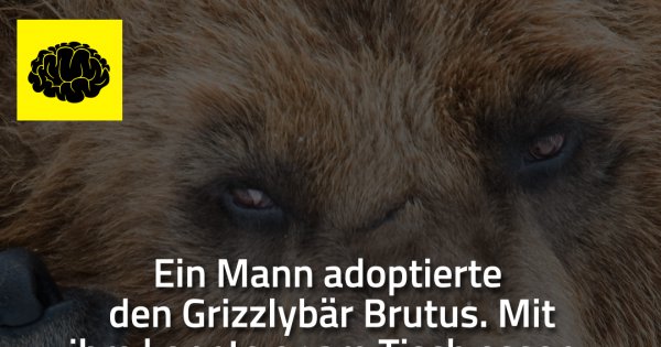 Ein Mann adoptierte den Grizzlybär ... - Made My Day